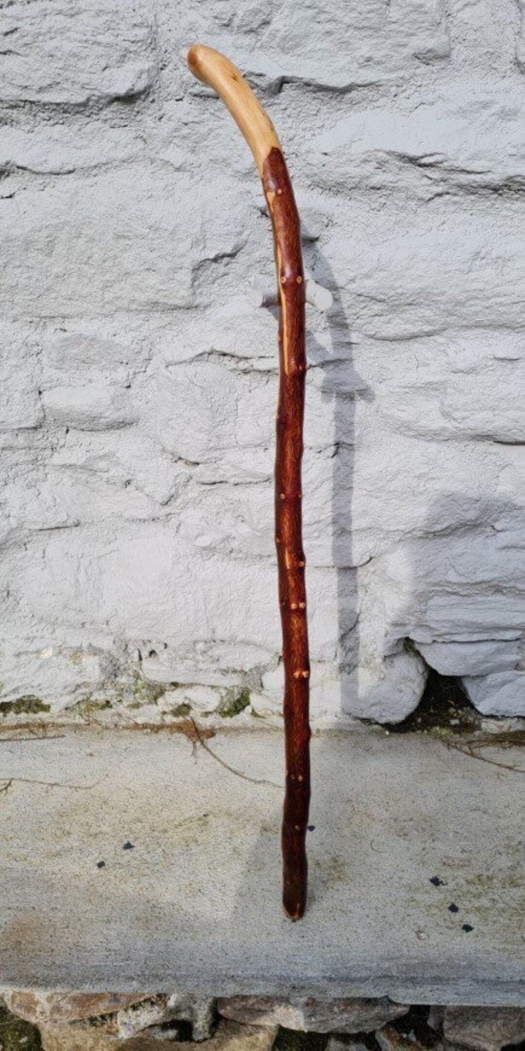 Walking Stick Hawthorn - Etsy