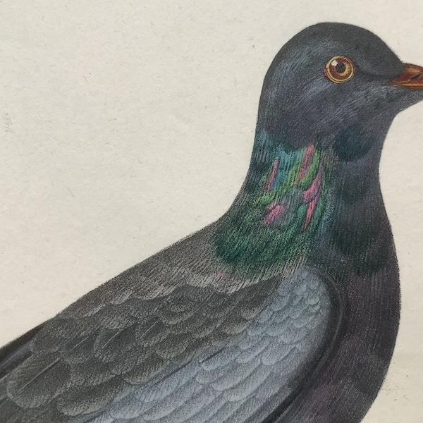 Bird Engraving - Etsy