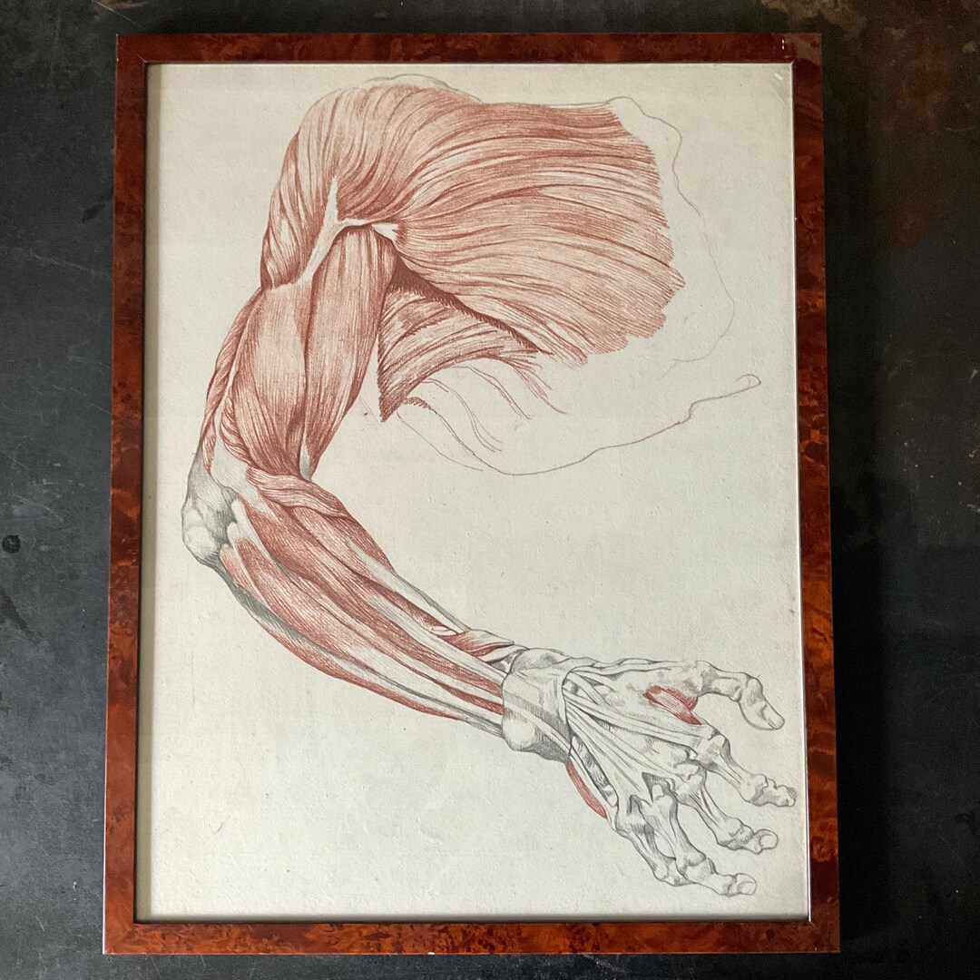 Red Chalk and Charcoal Drawing, Flayed, Muscles and Tendons of the Arm ...