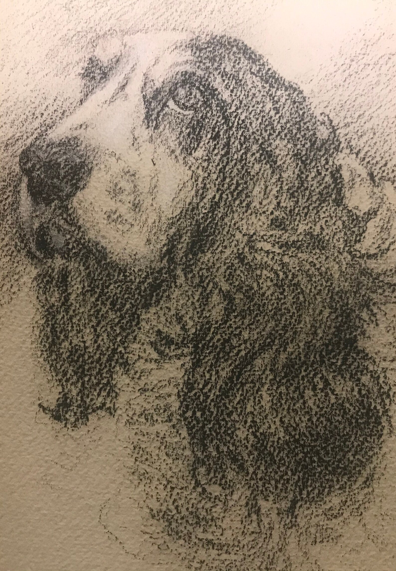 Cocker Spaniel Drawing Pencil Drawing Dog Drawing - Etsy