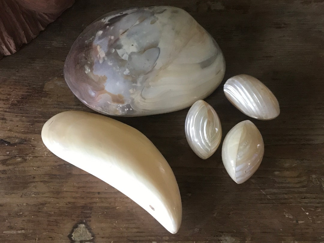 Polished Seashells, 5 Piece Set - Etsy