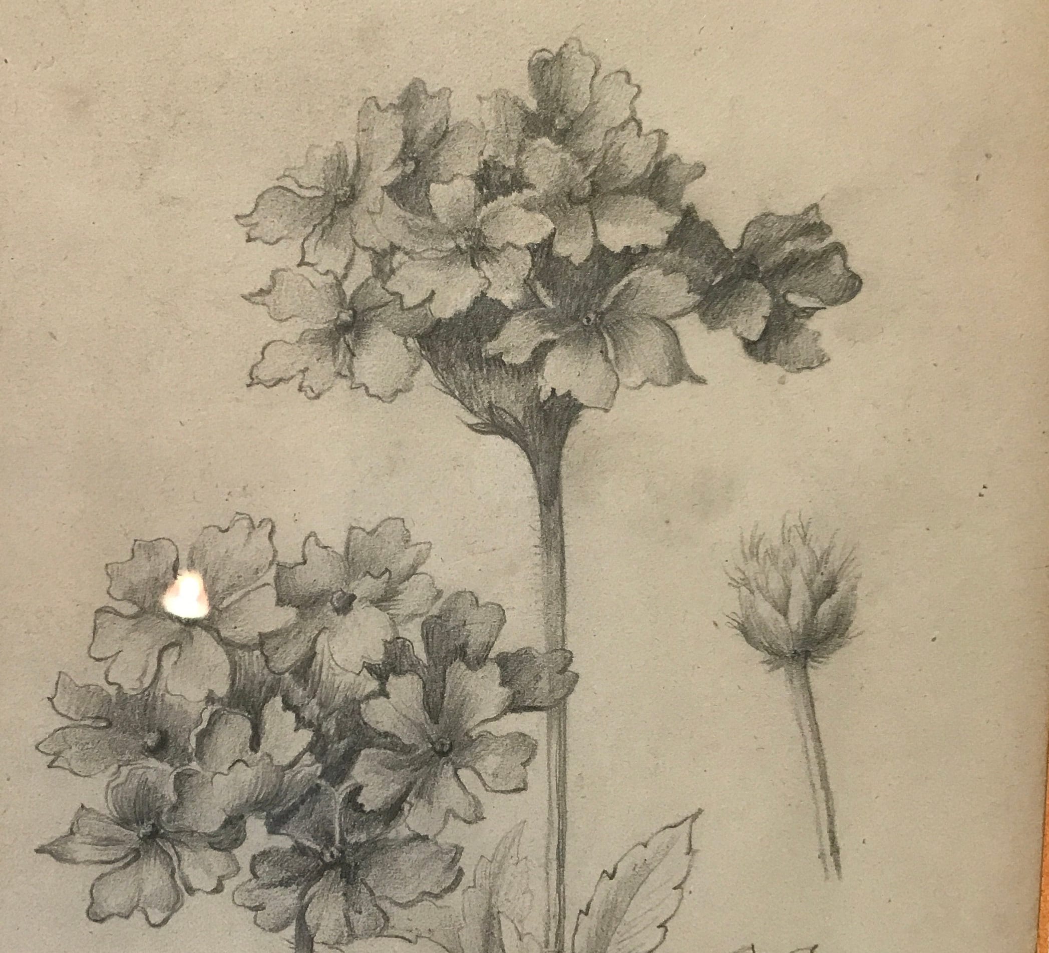Pencil Drawing Pictures Of Flowers