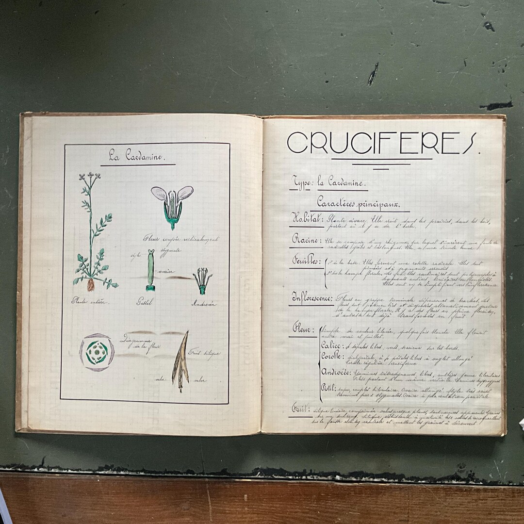 School Notebook, Handwritten Botany Lesson With Drawings, Circa 1900 - Etsy