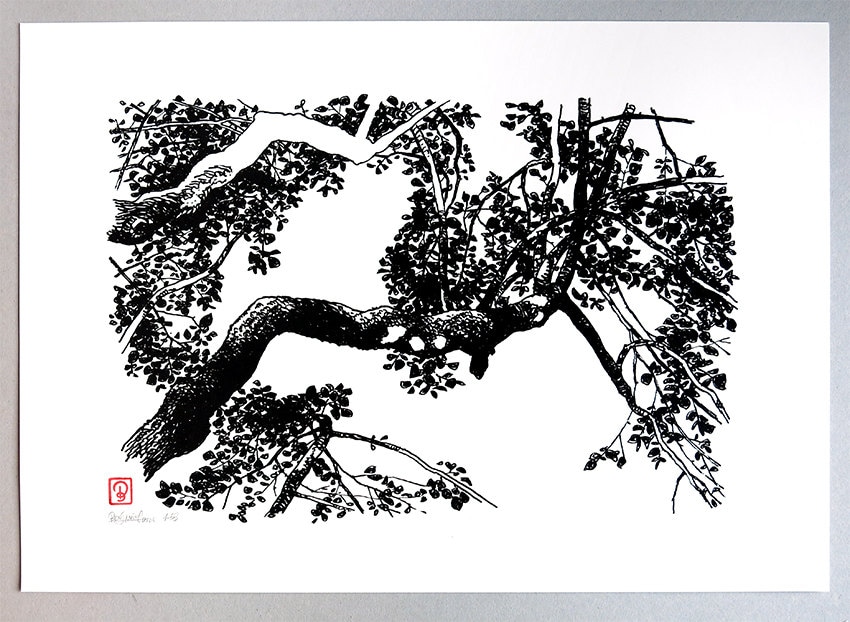 Silkscreen Print Serigraphy Linden Tree Drawing Limited Sketch ...