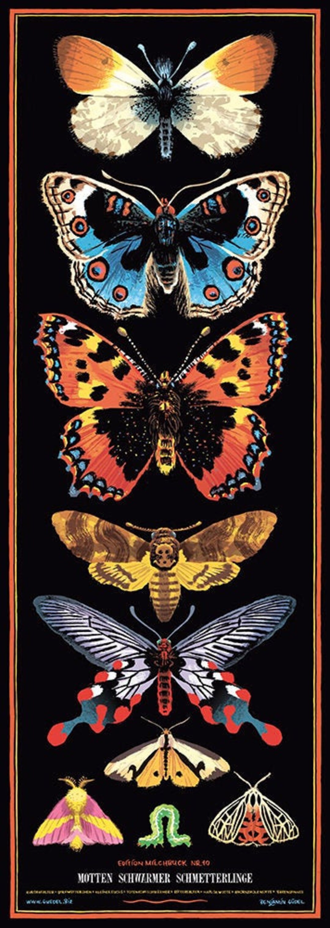 Butterflies Moths Hawkmoths Poster Illustration Collection Death Hawk ...
