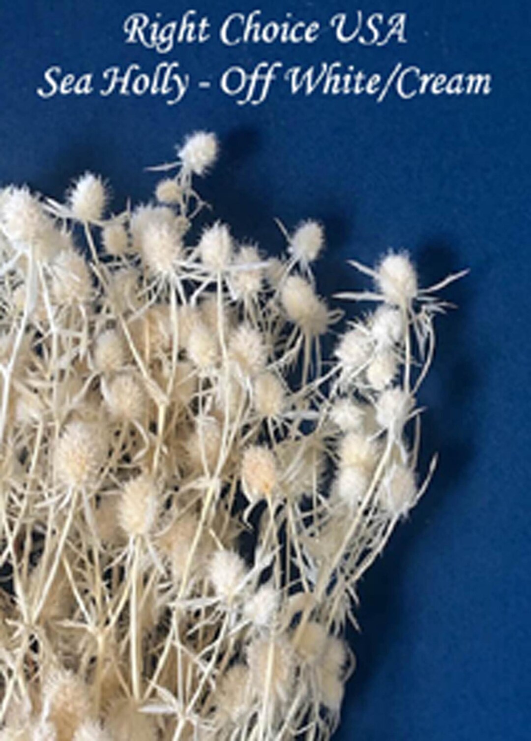 Preserved Sea Holly - Cream Color - FREE SHIPPING! - Etsy