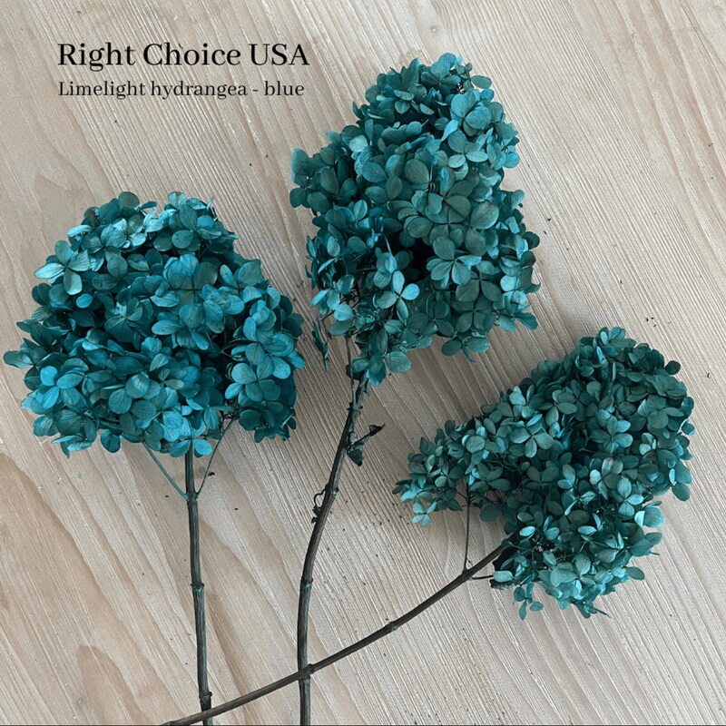 Preserved Hydrangea - Etsy