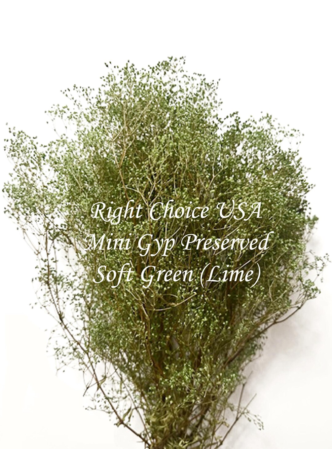 2 Bunches -preserved Mini Gyp - Soft Green - 3 Oz Bu-free SHIPPING! - Etsy