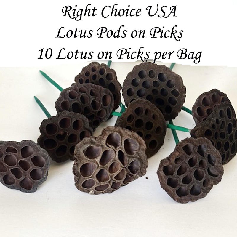 Lotus Pods - Etsy