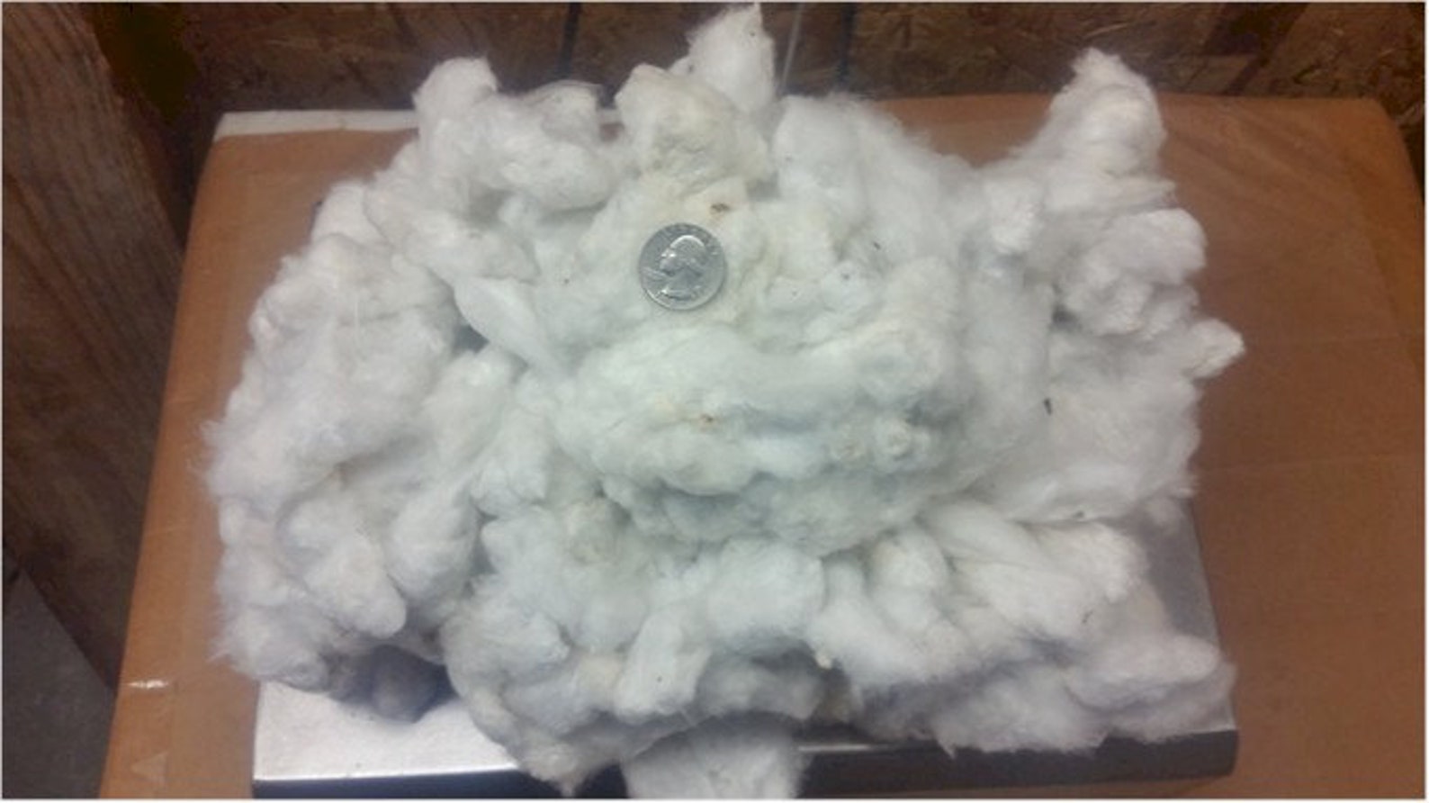 5 Lb. Raw Organic Cotton Sliver, Roving, Spinning + 1 Lb Hand Picked ...
