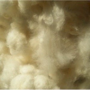 1 Pound Certified Organic Handpicked Cotton With Seed - Etsy