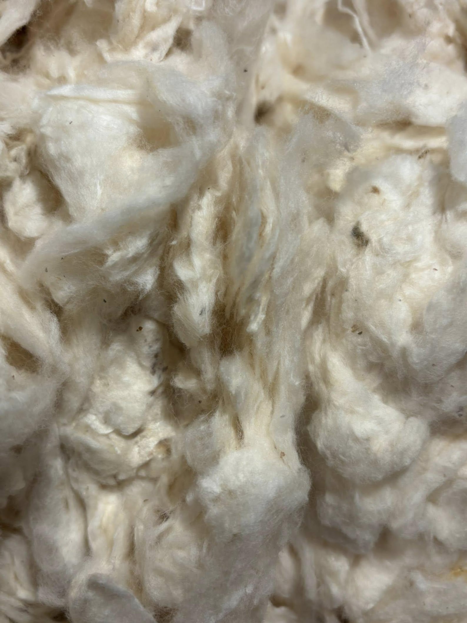 1 Lb. Raw Pima Cotton Fiber LS Long Staple - Etsy