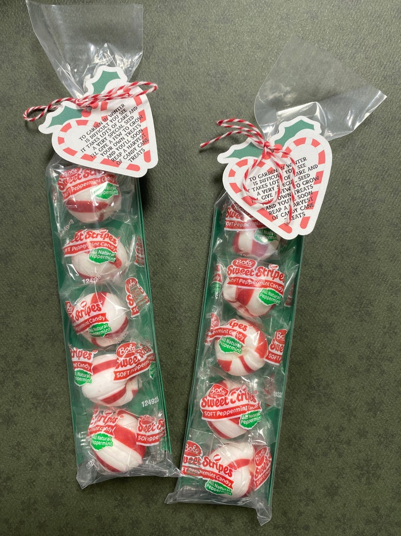 Candy Cane Seeds - Etsy