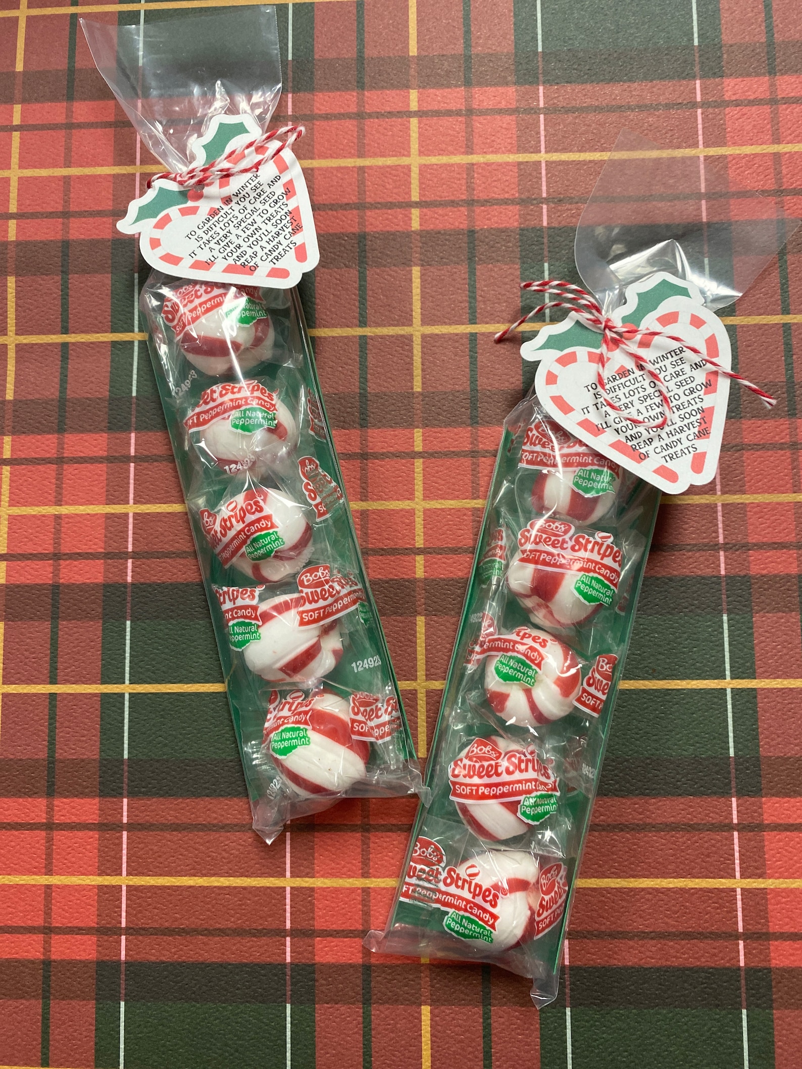 Candy Cane Seeds - Etsy