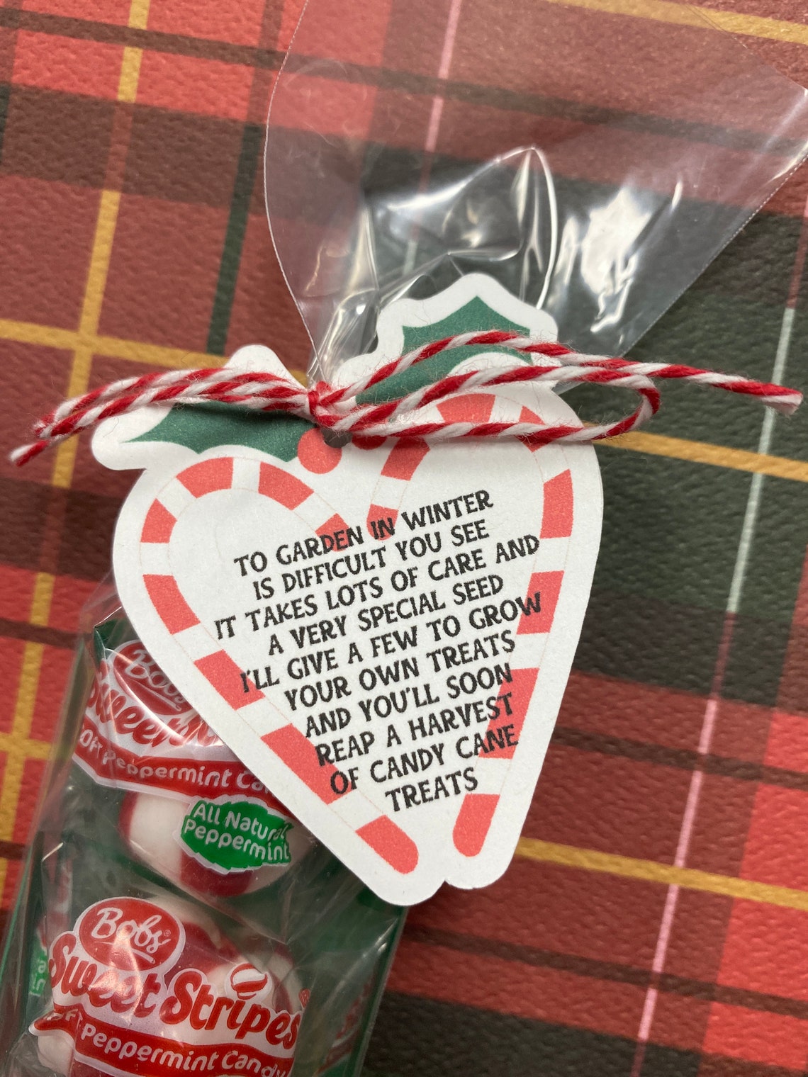 Candy Cane Seeds - Etsy