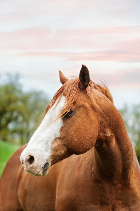 The Horse is Gods Gift to Mankind-equine Photography-beauty | Etsy