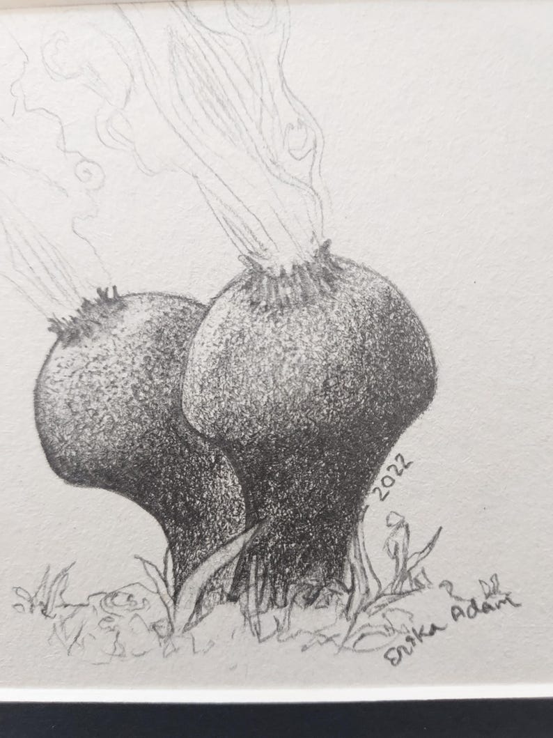 Common Puffball, Mushroom Drawing - Etsy