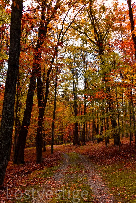Autumn Path Fall Colors in the Woods Photo Print - Etsy