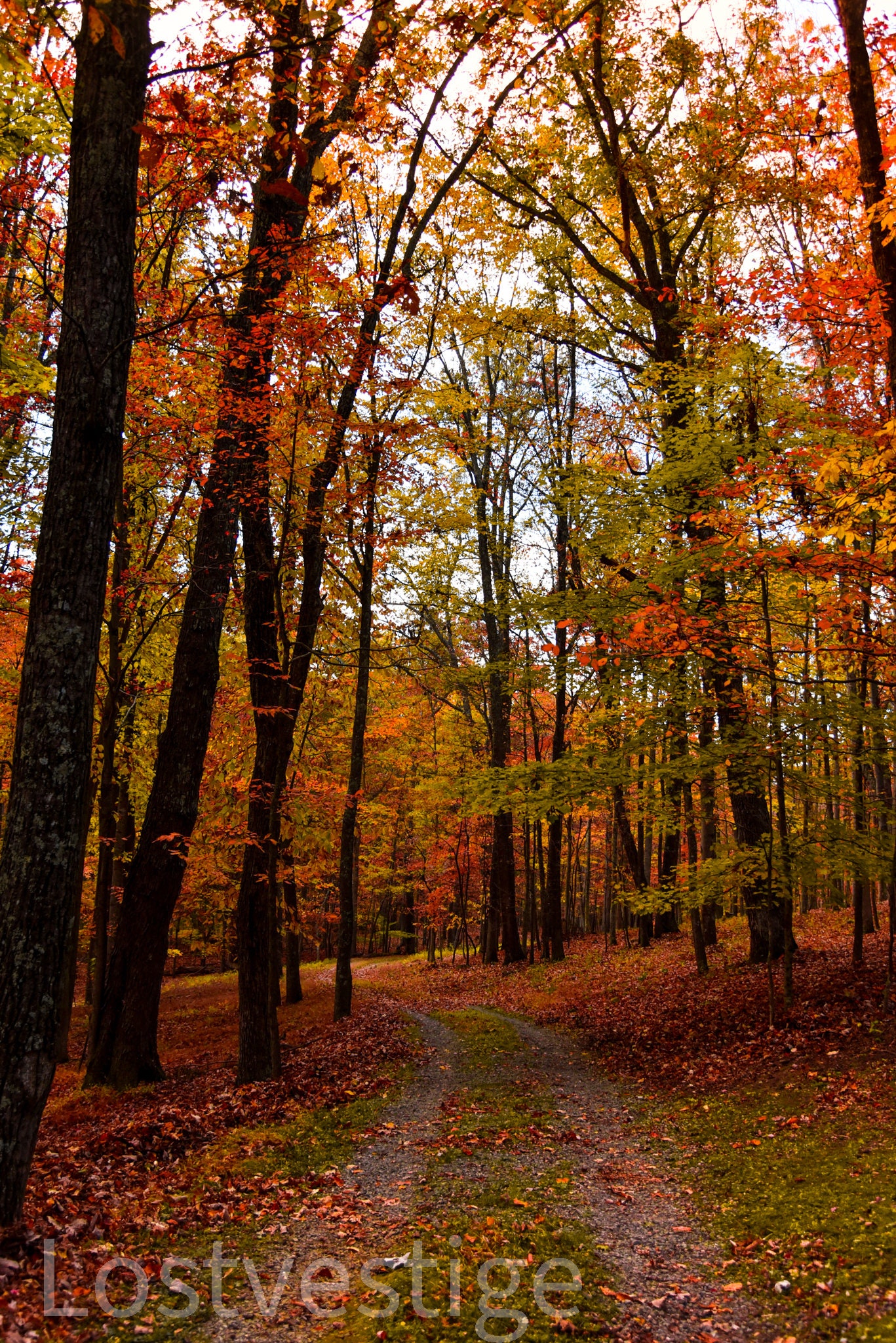 Autumn Path Fall Colors in the Woods Photo Print - Etsy