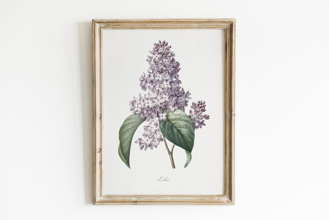 Vintage Neutral Botanical Print. Lilac Wildflower Print. Farmhouse Wall ...