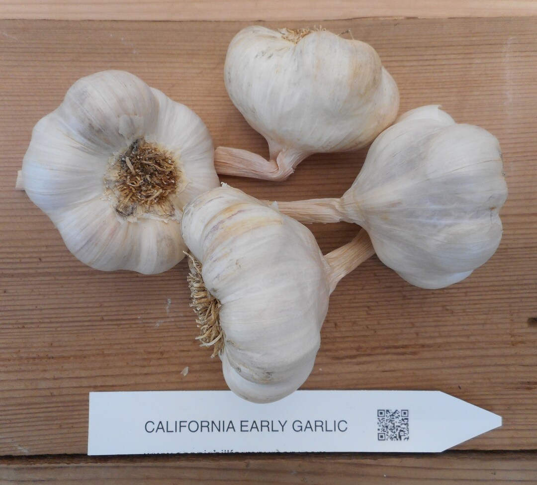 California Early Garlic Early Season Softneck for Eating, Seed or ...