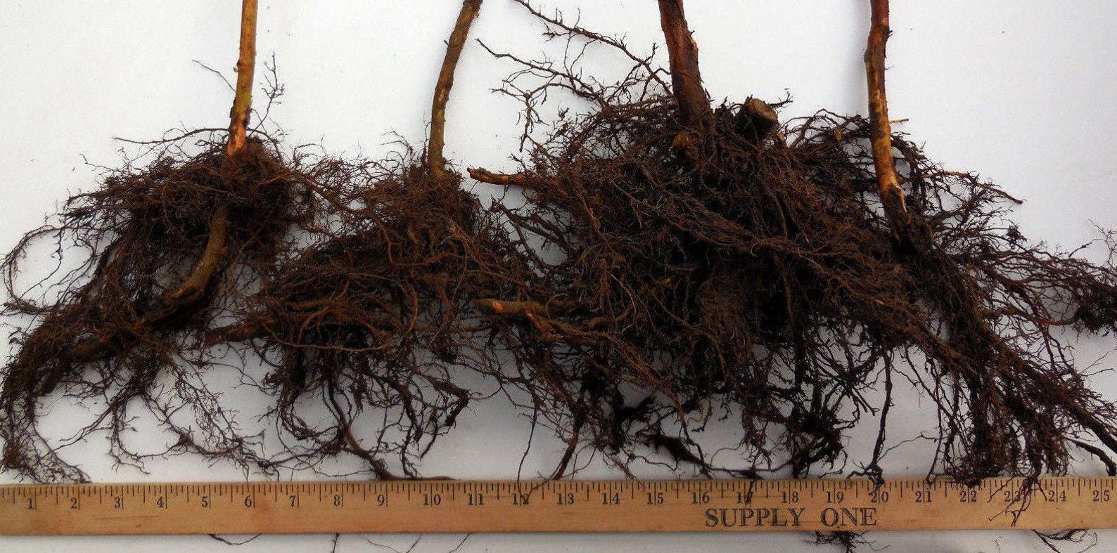 Anne Golden Ever Bearing Raspberry - Large 2 Year Old Bare Root Plants ...