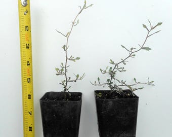 Corokia Cotoneaster | Wire Netting Bush | Korokio | Unique Shrub | USDA ...