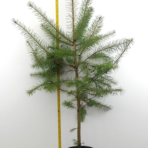 Douglas Fir Tree - One Gallon Container - Etsy