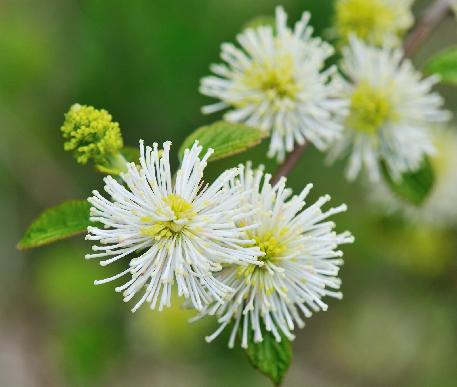 Mount Airy Fothergilla - Showy, Honey Scented White Bottlebrush Flowers ...