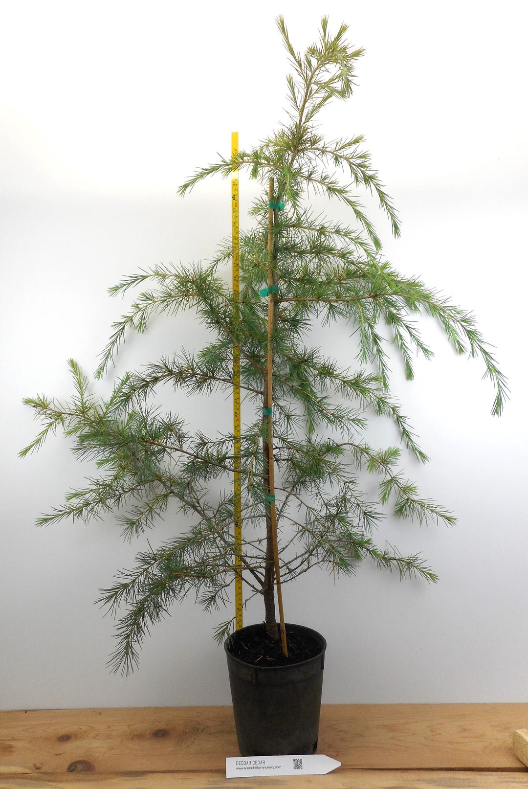Deodar Cedar, Large 1 Gallon Tree 36-44 Inches Tall, Graceful ...