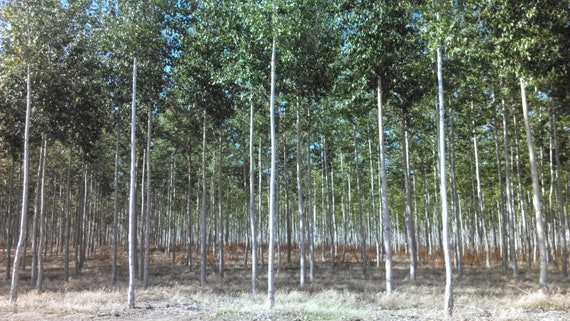 Hybrid Poplar