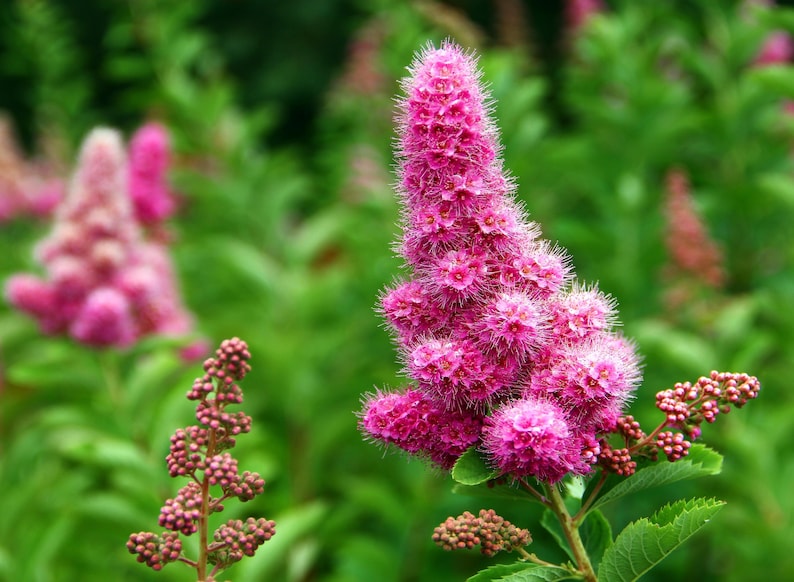 Douglas Spirea 3 Year Old Plant (spiraea Douglasii ) Native, Pink ...