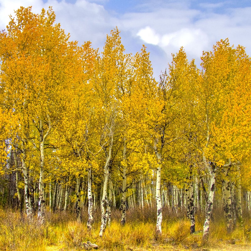 Quaking Aspen - Etsy