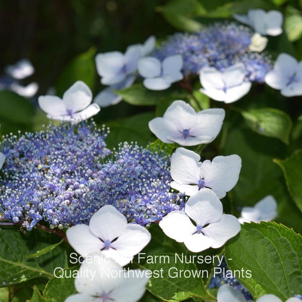 Hydrangea Plant - Etsy