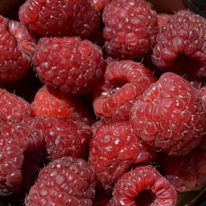 Potted Joan J Thornless Ever Bearing Red Raspberry Plants the Only ...
