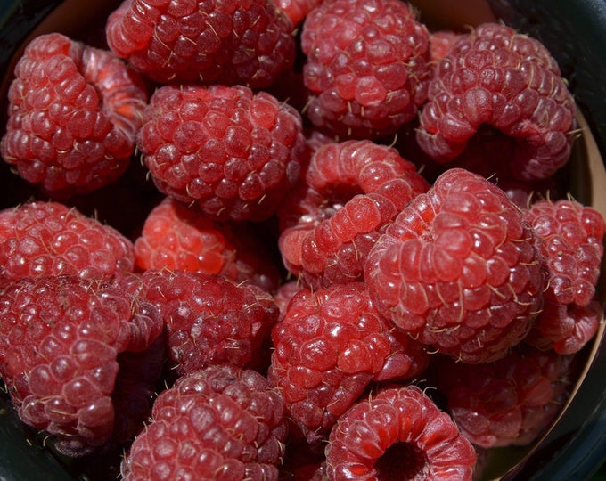 Potted Joan J Thornless Ever Bearing Red Raspberry Plants - the Only ...