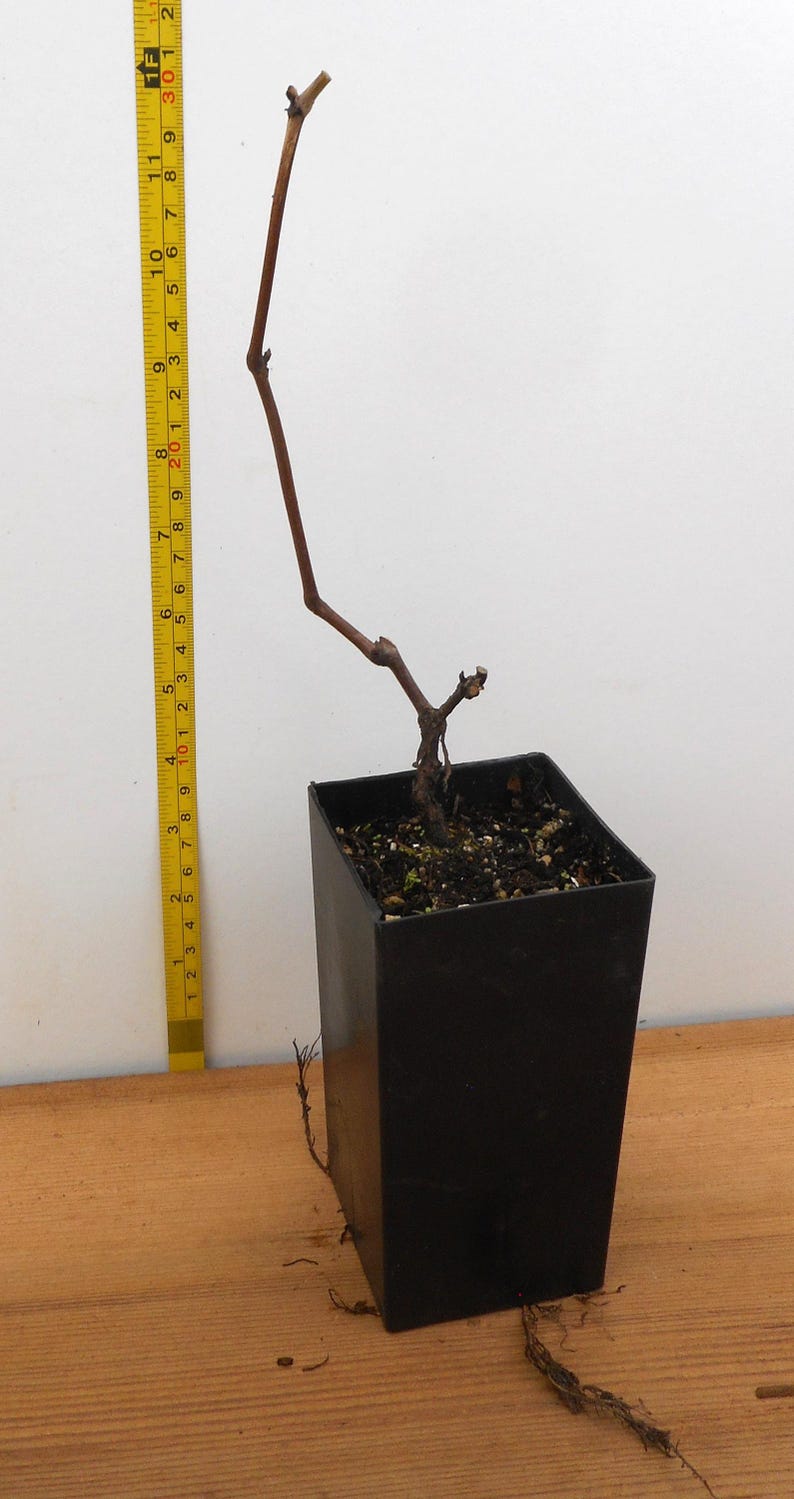 Grape Plants - 13 Varieties Seedless Table Grapes - Potted Starter ...