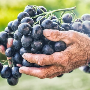 Grape Plants - 13 Varieties Seedless Table Grapes - Potted Starter ...