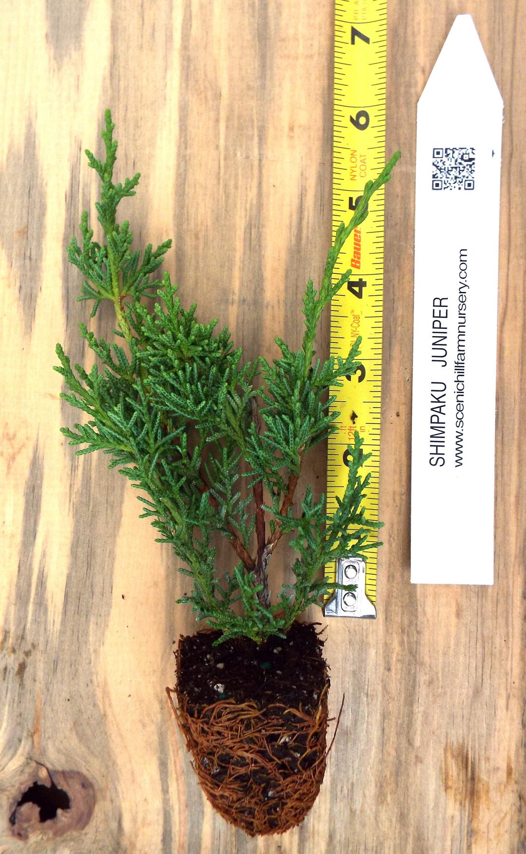 Chinese Juniper Shimpaku - Specimen or Bonsai - Etsy