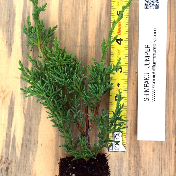 Juniper Bonsai Tree - Etsy