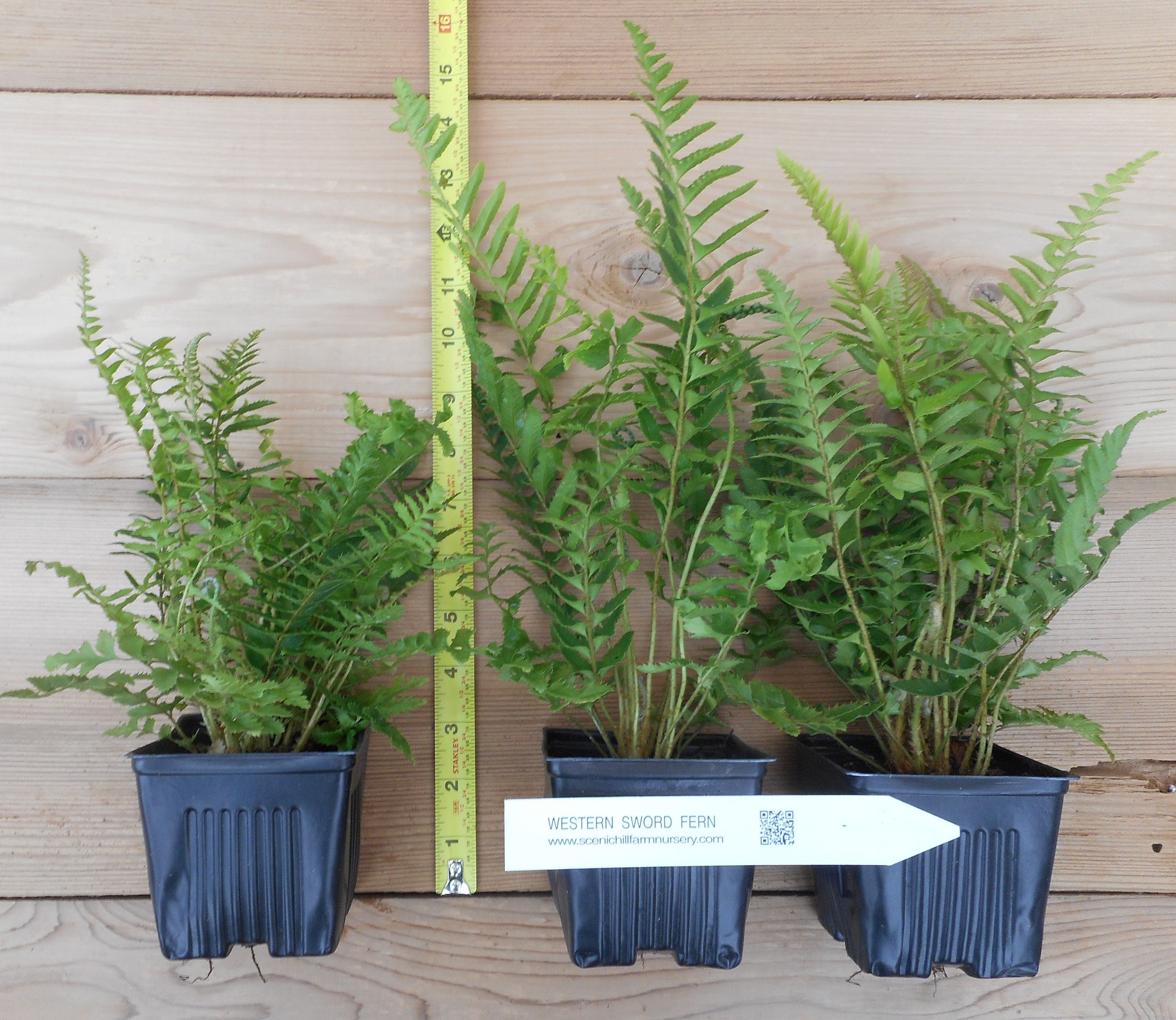 Western Sword Ferns (polystichum Munitum) - Large 3.5 Inch Potted ...