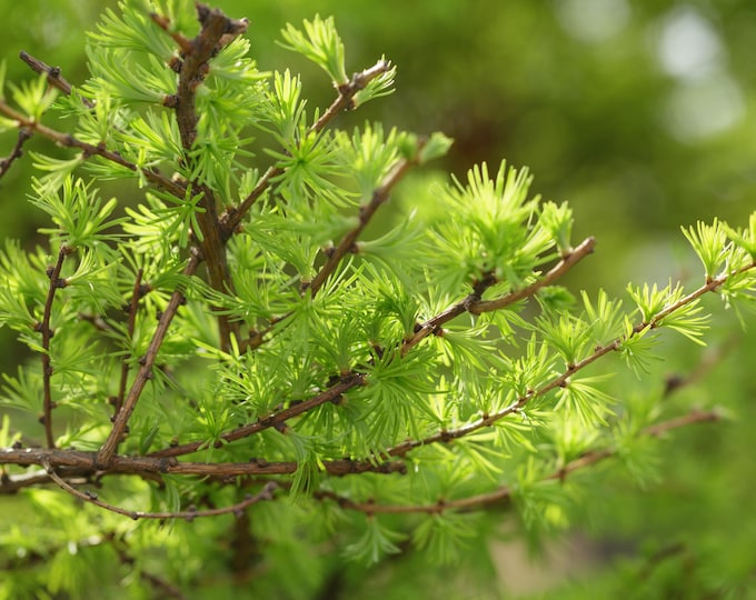 Japanese Larch Set of 3 Tree Seedlings - Popular for Bonsai for Its ...