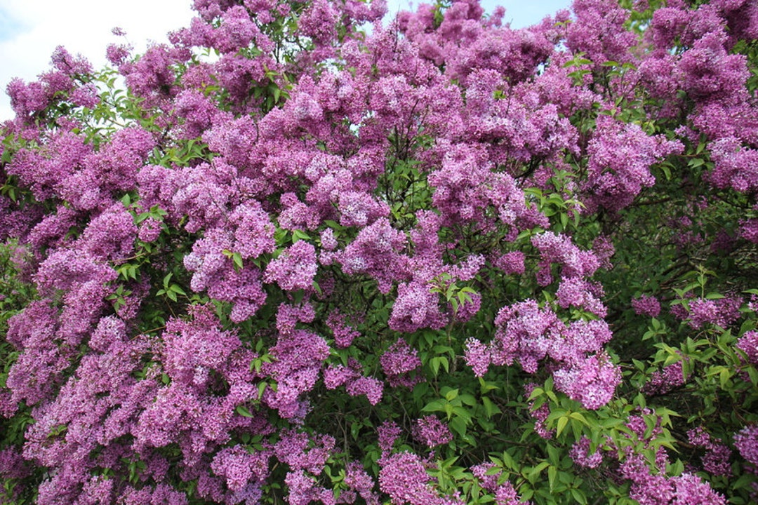 Old Fashion LILAC BUSH- 9 -14"tall - Potted Plant the Most Fragrant ...