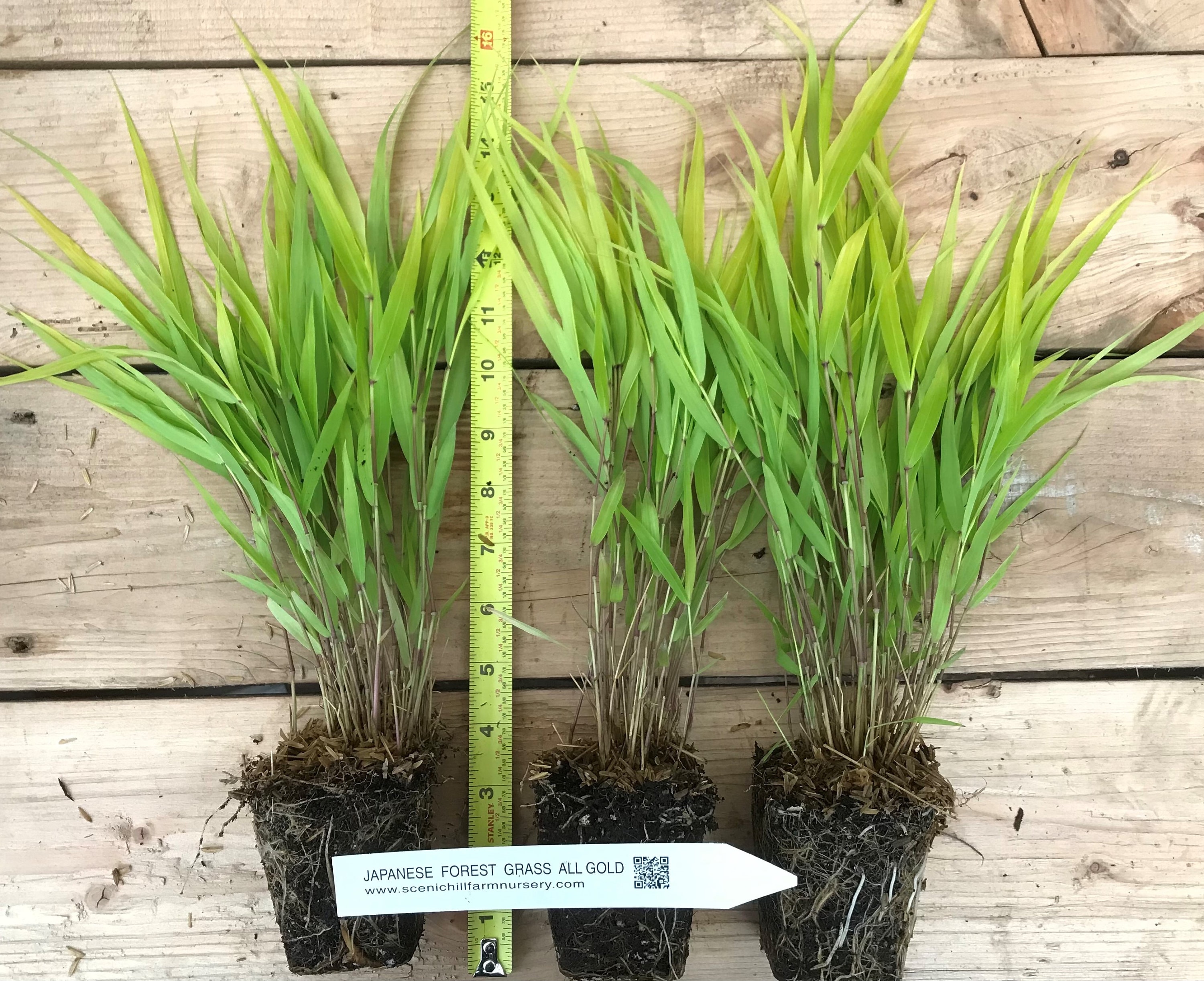 Japanese Forest Grass All Gold