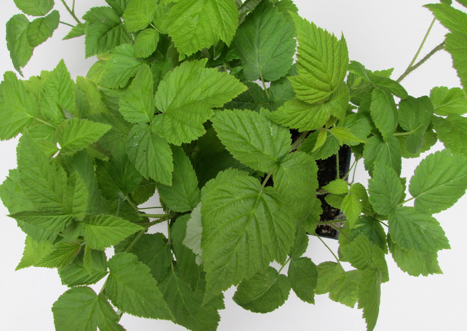 Canby Thornless Mid Season Red Raspberry potted Plants - Etsy