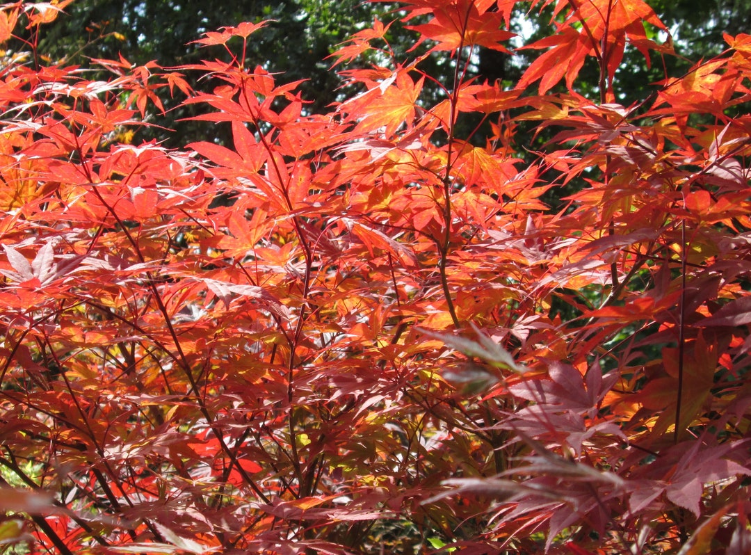 Red Japanese Maple 24- 30+ Inches Tall - Acer Palmatum Atropurpureum - Etsy