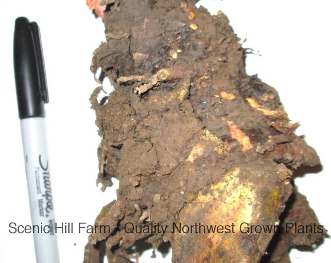 Canadian Red Rhubarb Bare Root | Organic | Live Crown Root | Rare ...