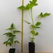 Cascade Harvest Red Raspberry- Very Large Firm Berries, Very Good ...