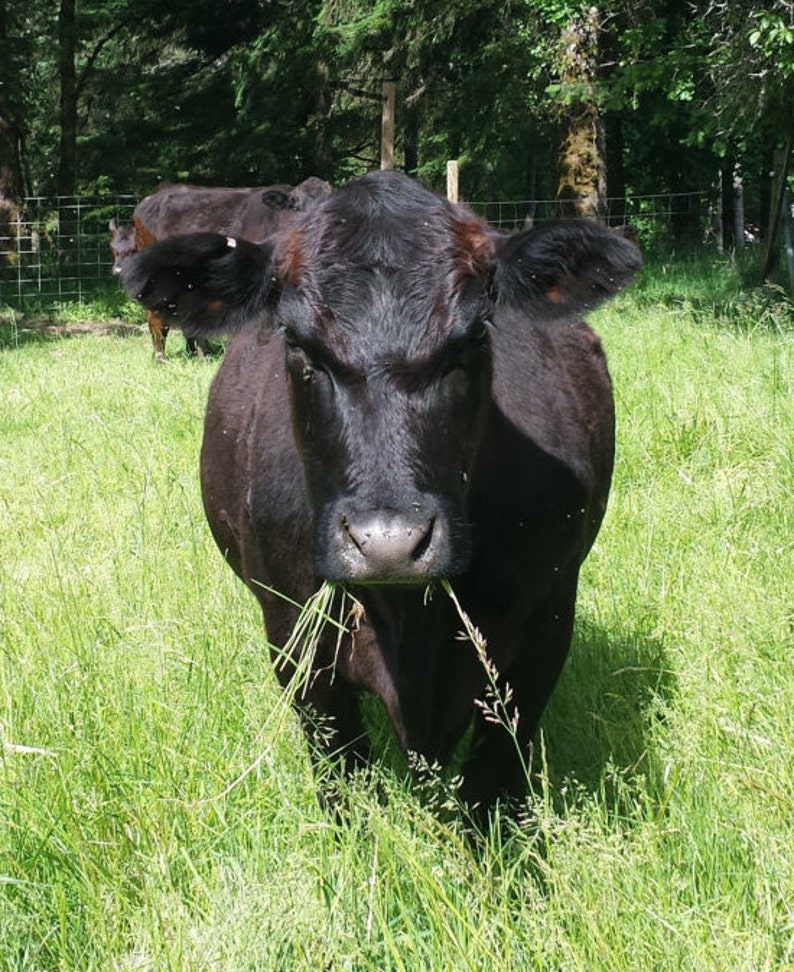 All Natural Cow Manure Aged and Dried Nearly Odorless Garden Soil ...