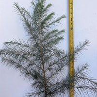 Cedrus Deodara 'feeling Blue' - Deodar Cedar - 12" Tall - 1 Gallon Pot ...